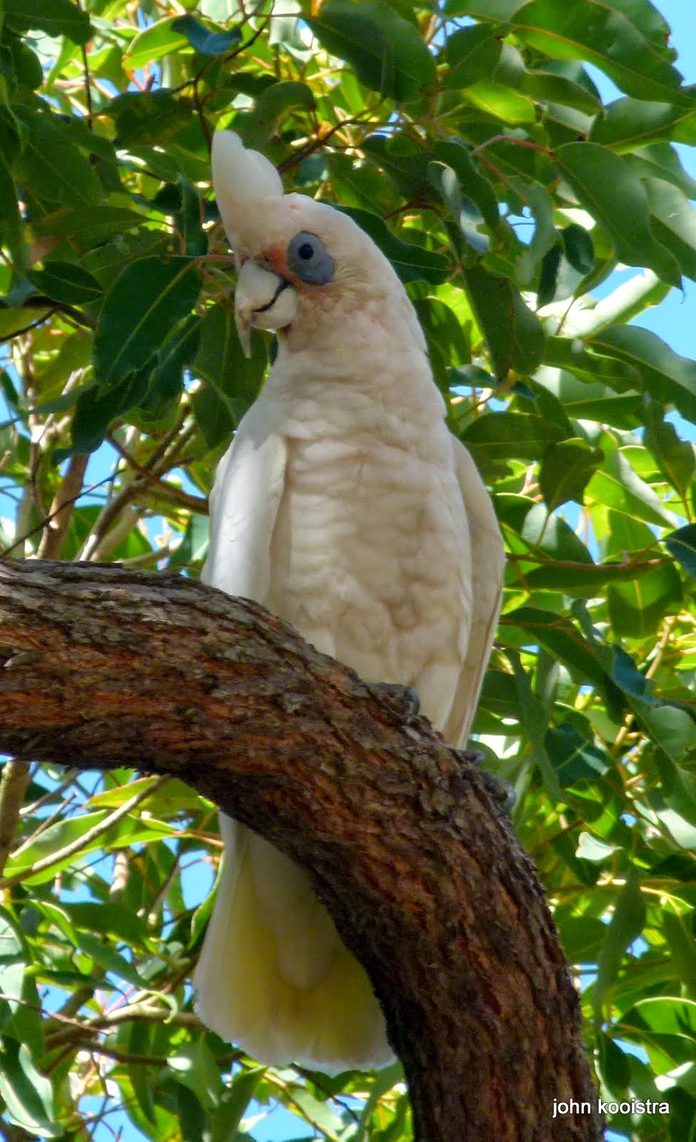 QUEENSLAND BIRDER - Birds and the natural world at home and away ...