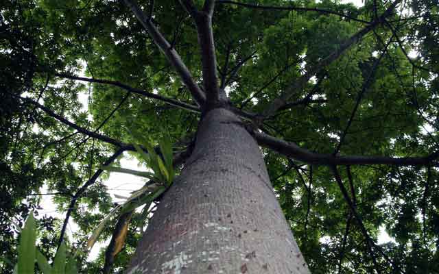 51+ Terbaru Gambar Kayu Randu, Kerajinan Souvenir