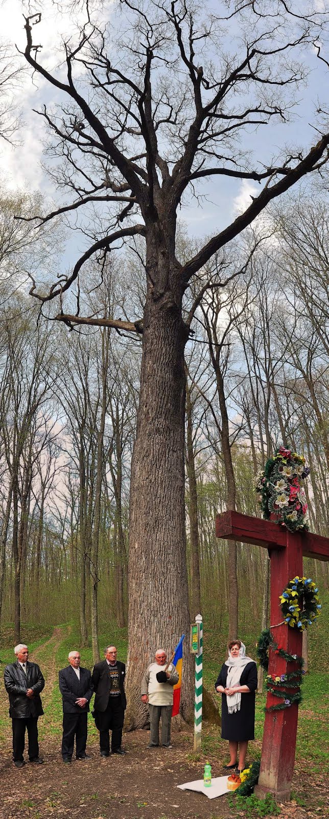 Pro Bucovina Cernăuți: La stejarul lui Stefan cel Mare din Codrii ...