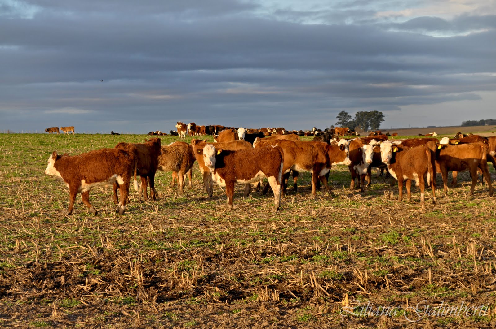 ARTE FOTOGRÁFICO: Paisajes entrerrianos -Entre Ríos- Argentina