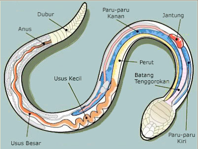 Kawanua Reptile Shop: Fakta tentang Ular