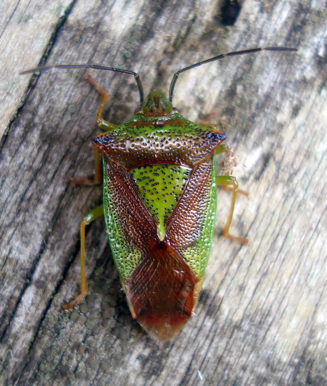 East Glamorgan Wildlife: Hawthorn Shieldbug
