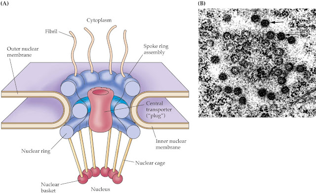 Nucleus Ultra structure