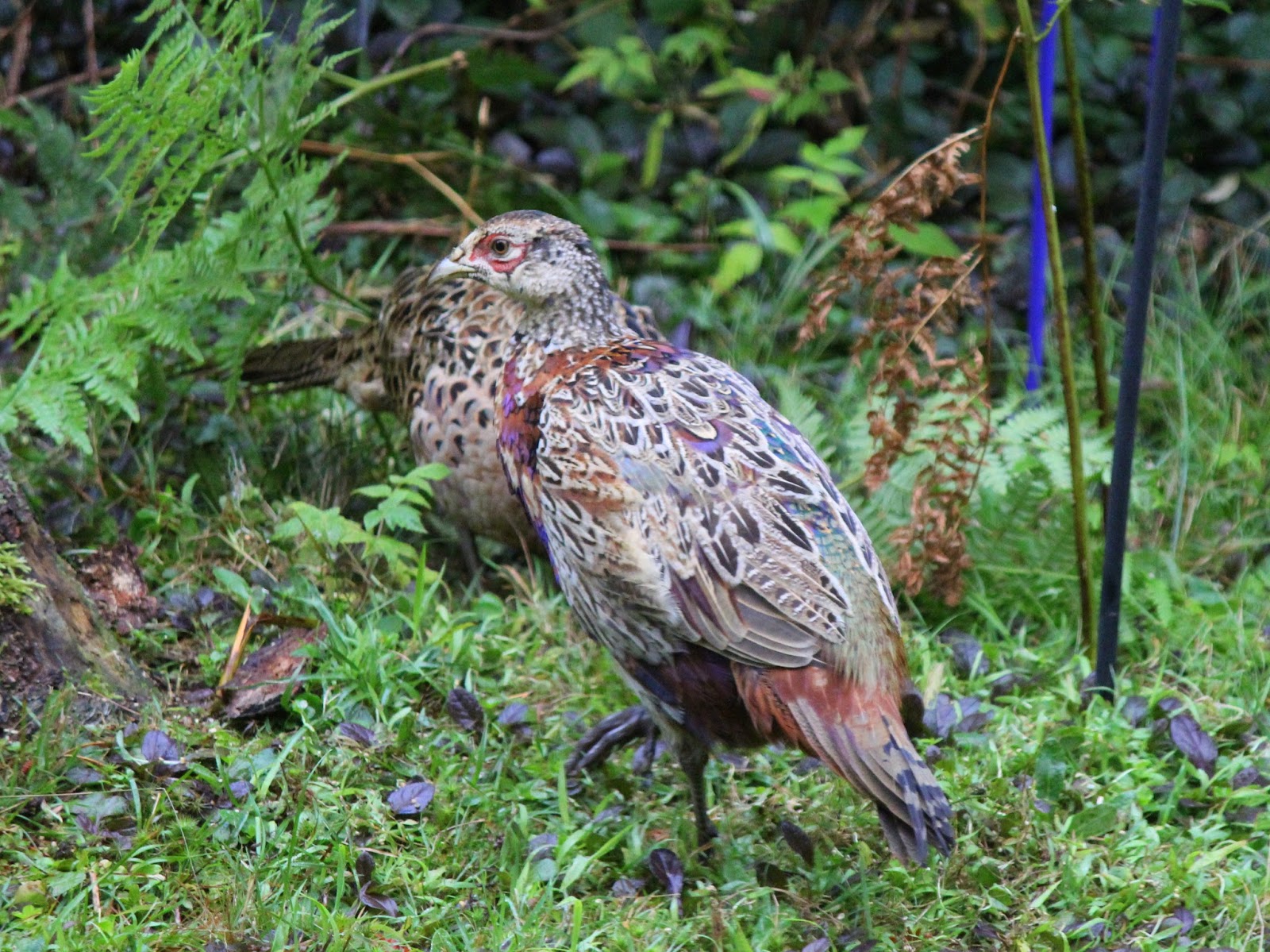 Dispatches from Can of Duck: Melanistic Pheasants