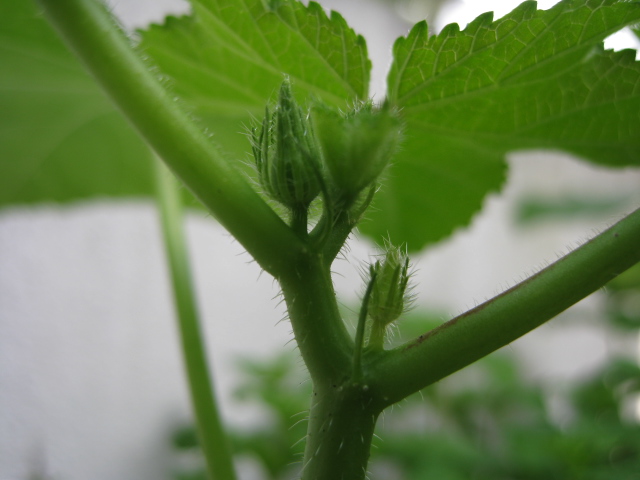 Aska's Aquaponics: Flowering Okra Aska's Aquaponics: Flowering Okra