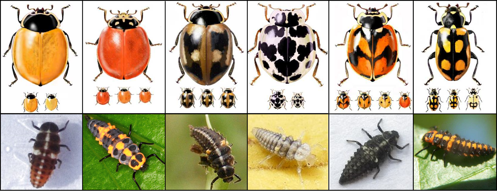 Hacia el camino de la supervivencia de nuestras chinitas nativas