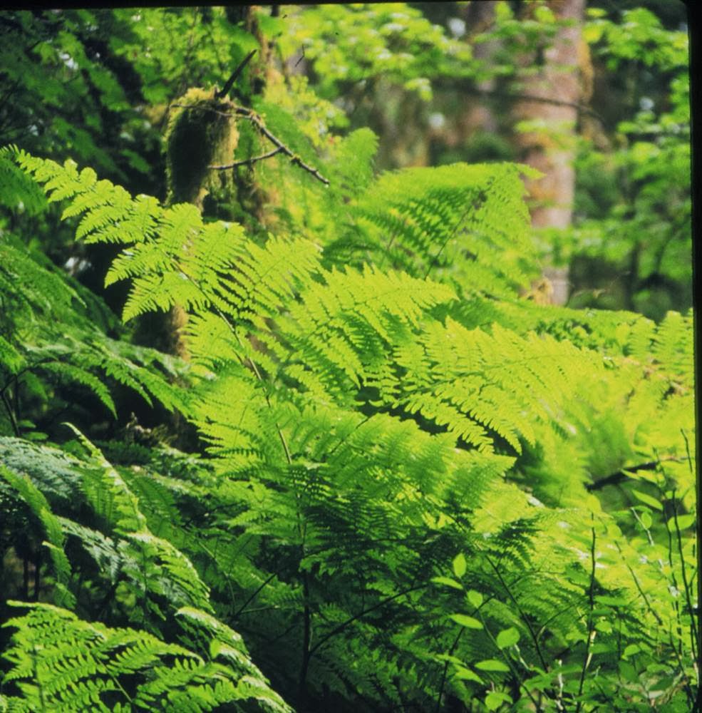 Botany Professor: A leaf by any other name