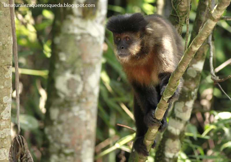 La Naturaleza que nos queda: MACACO PREGO PRETO (SAPAJUS NIGRITUS)