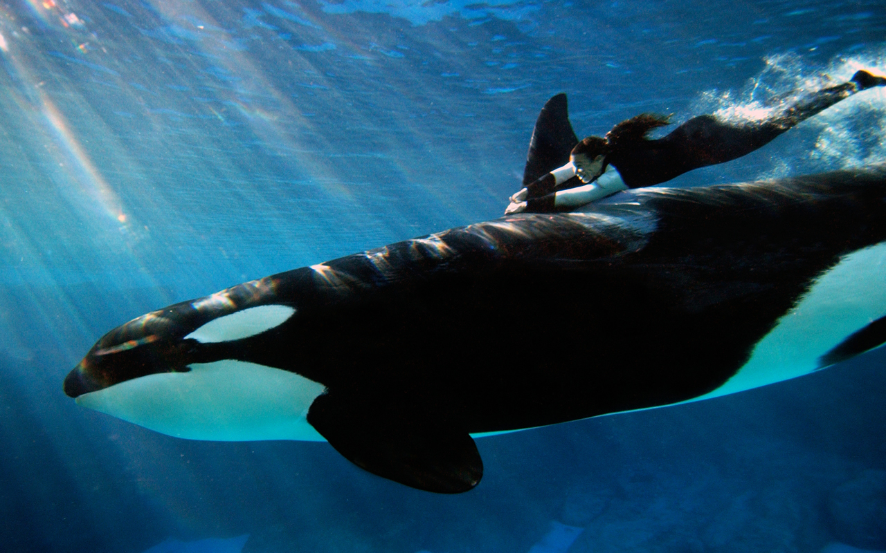 La cocina y ¿los animales..?: La orca, belleza animal.