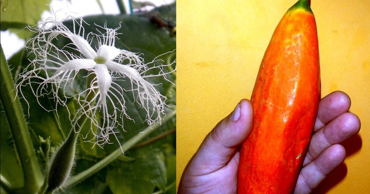 Scirpidiella's Plants: Snake Gourd, Snake Tomato (Trichosanthes anguina)