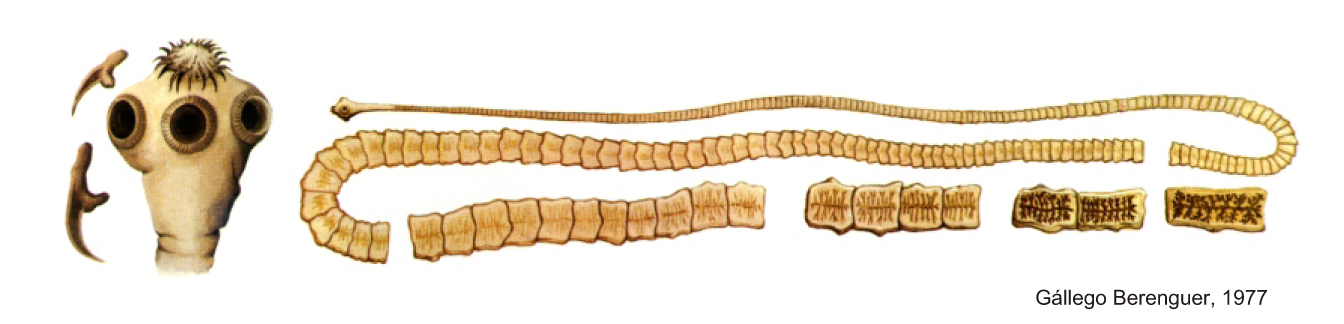 Doenças emergentes e negligenciadas: Teníase/Cisticercose