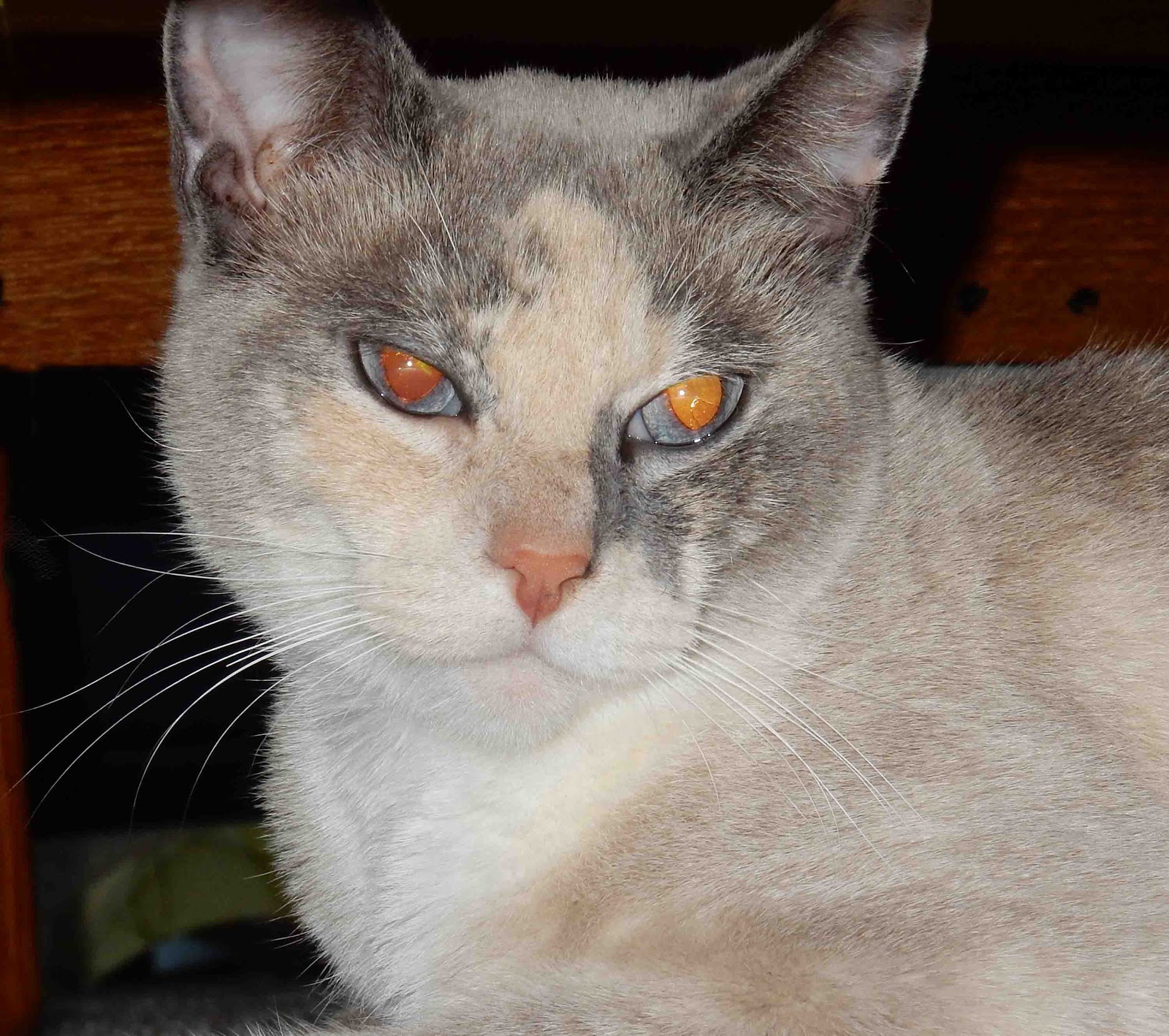 Cat Patches: Zero Cat Thirty