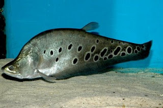 Maskot Fauna Provinsi Sumatera Selatan | Fauna Indonesia