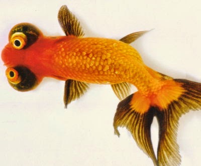 The Spontaneous Goldfish: Goldfish Types