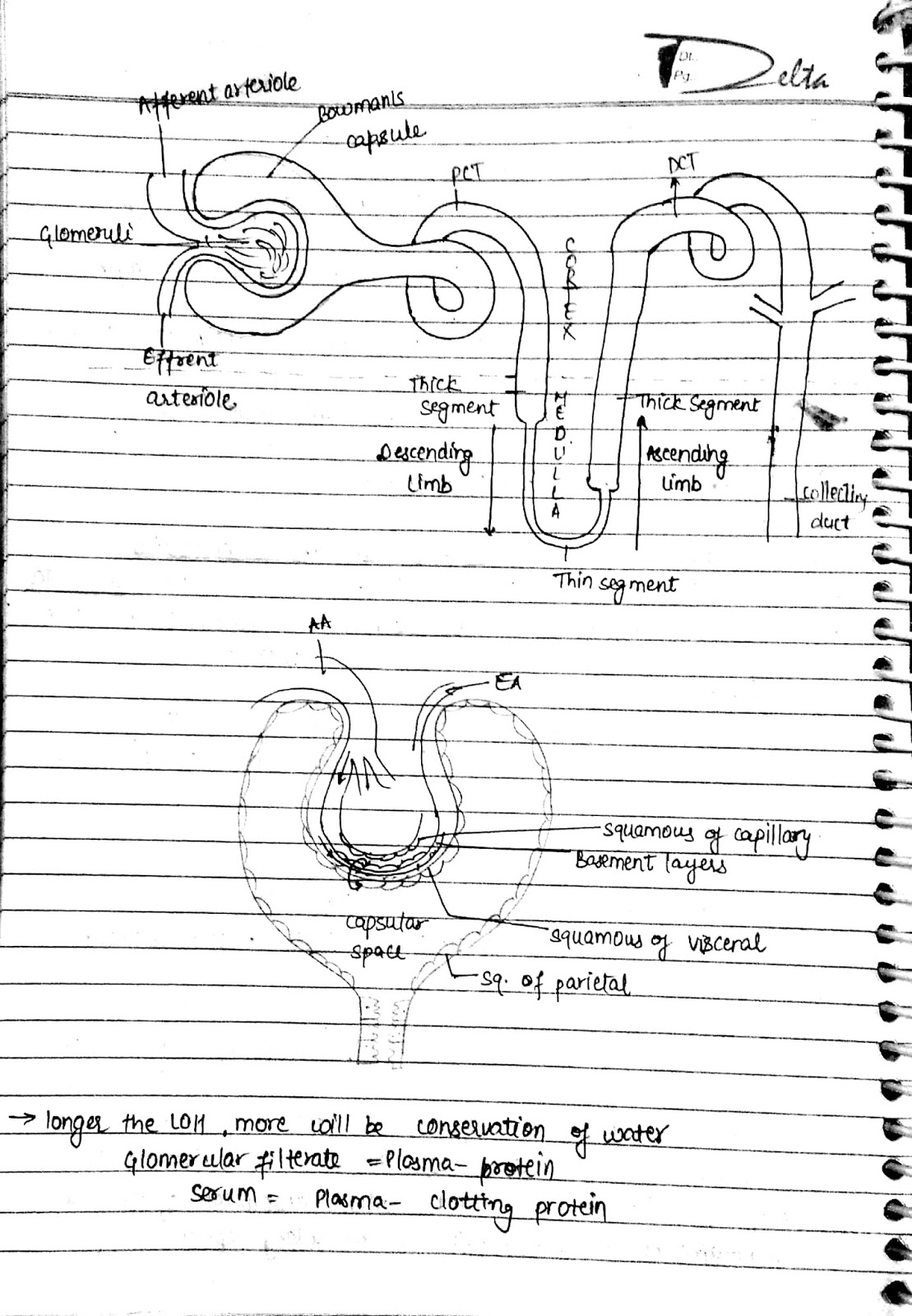 Physics Bytes: Excretion and osmoregulation notes (biology)