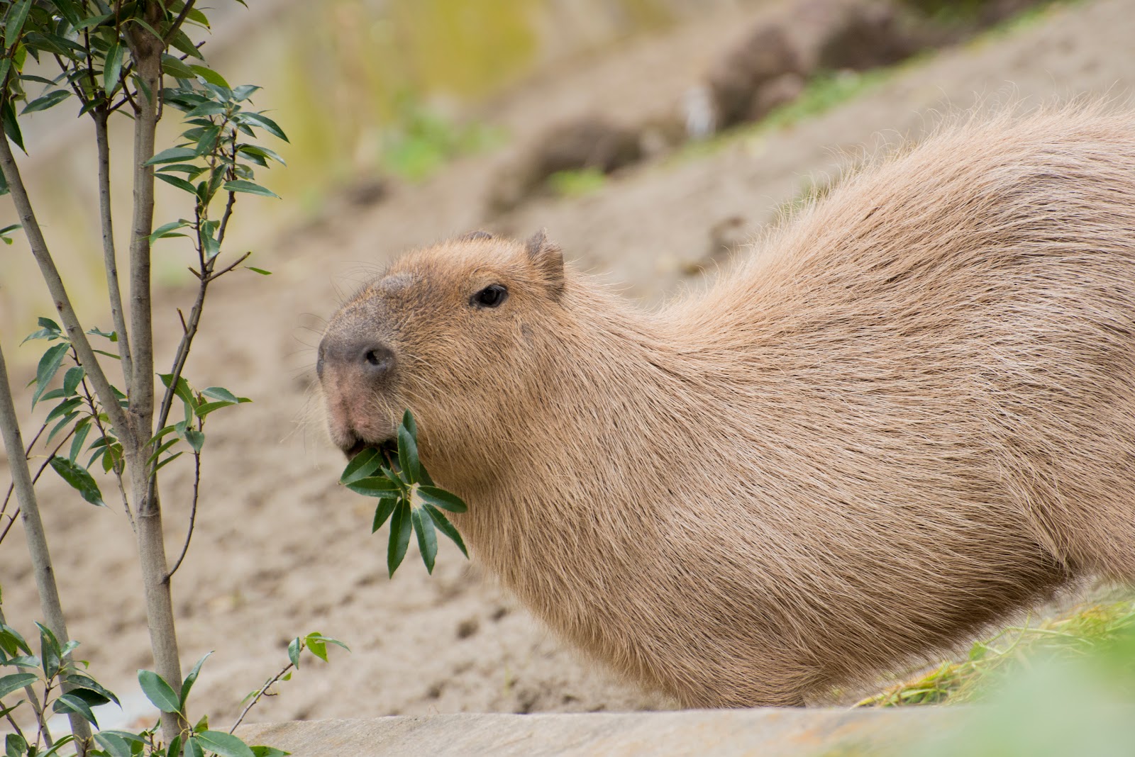 Bank of PhotoGraphics: Ueno Zoo XIII: Capybara 4