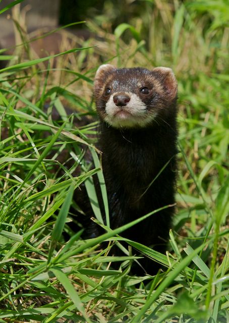 British Wildlife Centre ~ Keeper's Blog: Polecat Babies