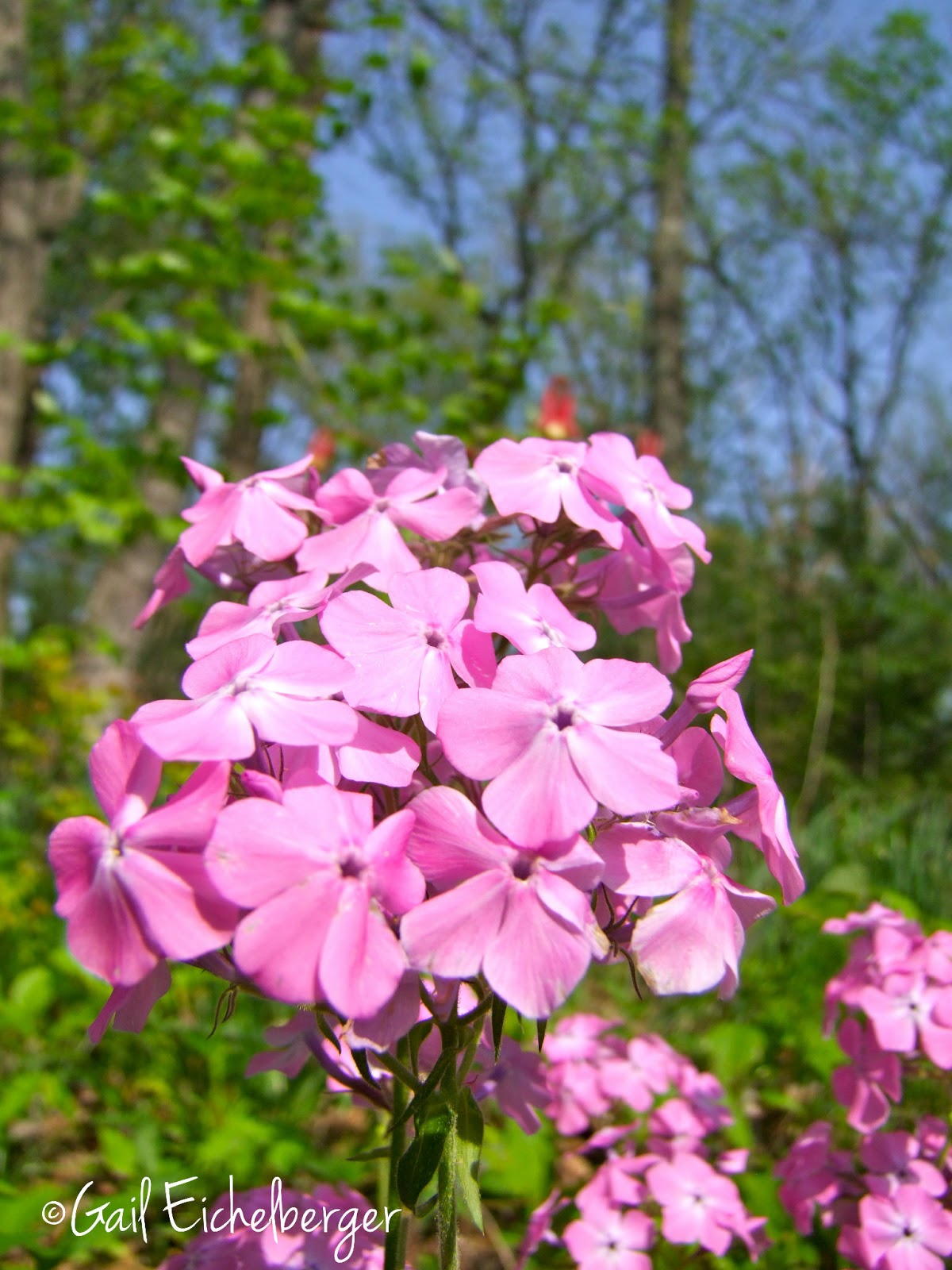 Wild Pink Phlox