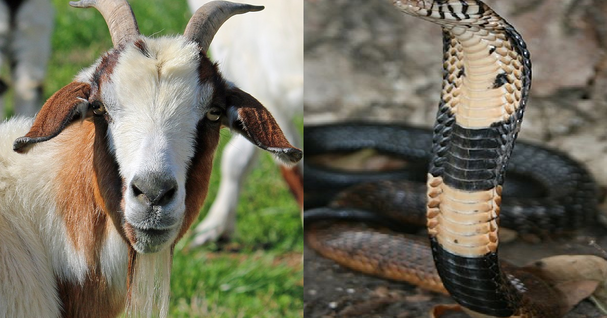 Chinese Horoscope - Snake Compatibility with Sheep or Goat