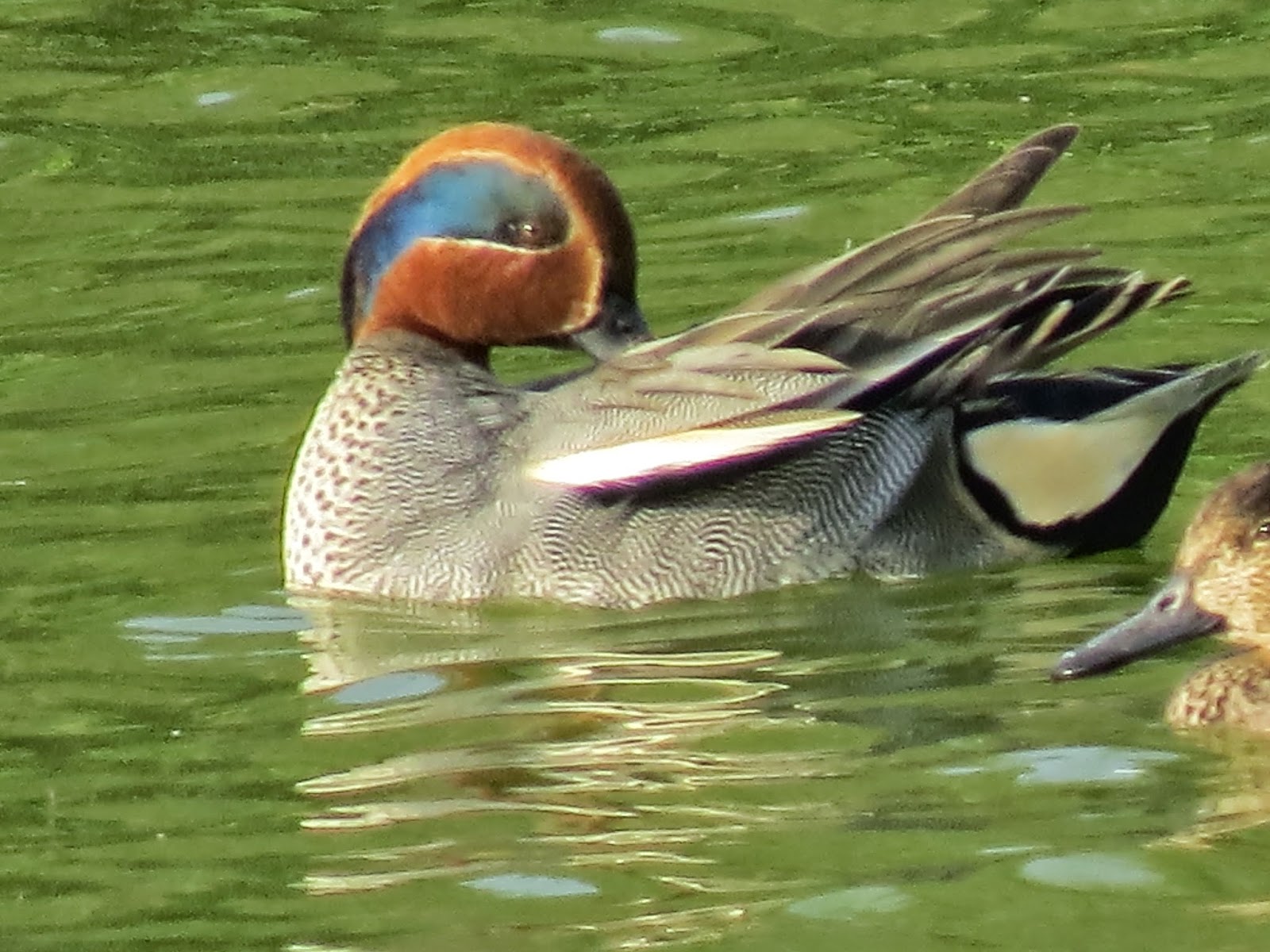 Birds in Delhi(India): Common Teal