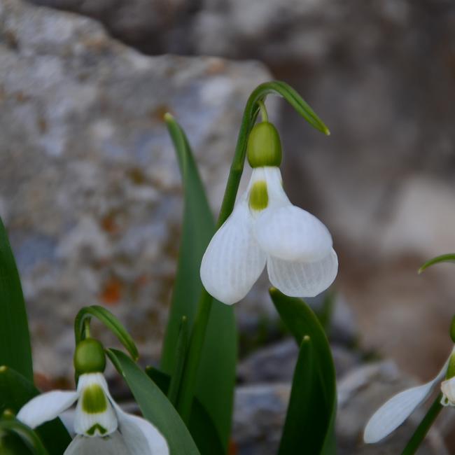 Snowdrop sprouts in Turkey’s Manisa