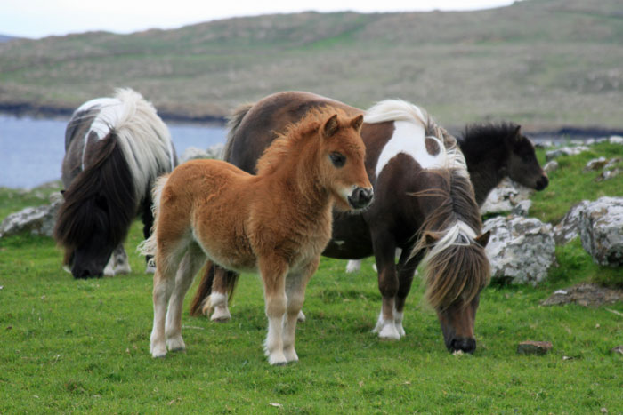 Horse Life and Love: Shetland Ponies