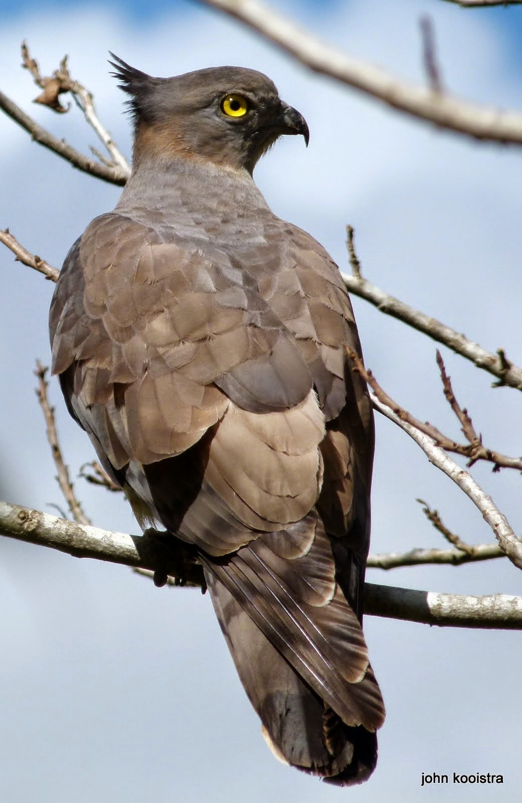 QUEENSLAND BIRDER - Birds and the natural world at home and away ...