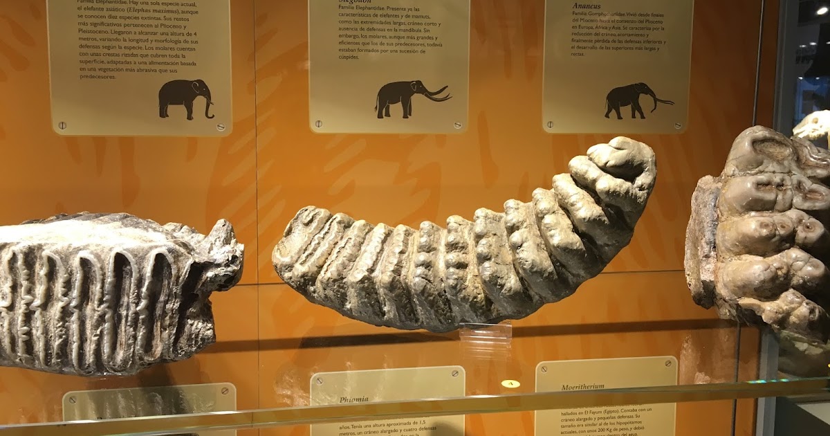 FOSSIL HUNTRESS: ELEPHAS STEGODON ANACUS