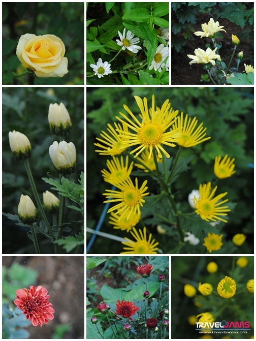 Flowers for Mother's Day {Fresh From Mibala} - Travel Jams