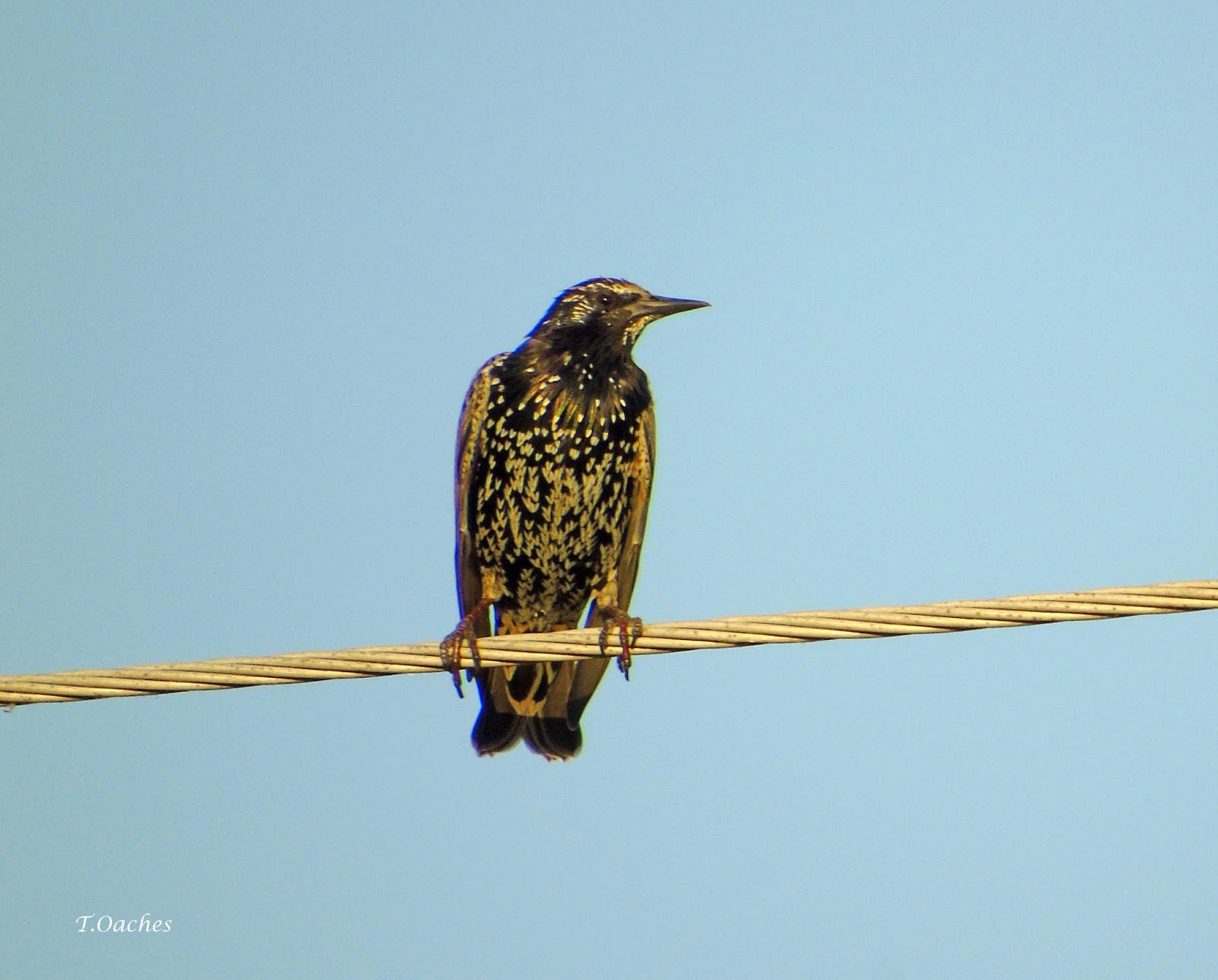 PASARI DIN ROMANIA: GRAUR (1), Sturnus vulgaris