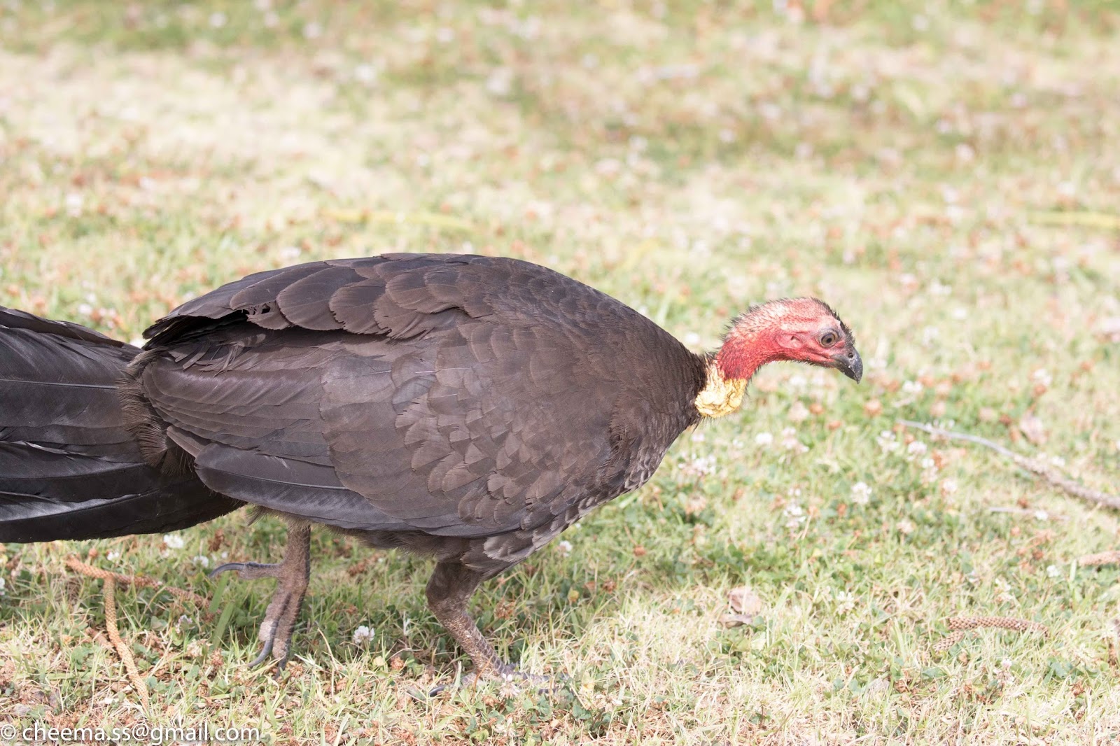 Birder's Blog...: Birding in Australia: The Megapodes of Australia...
