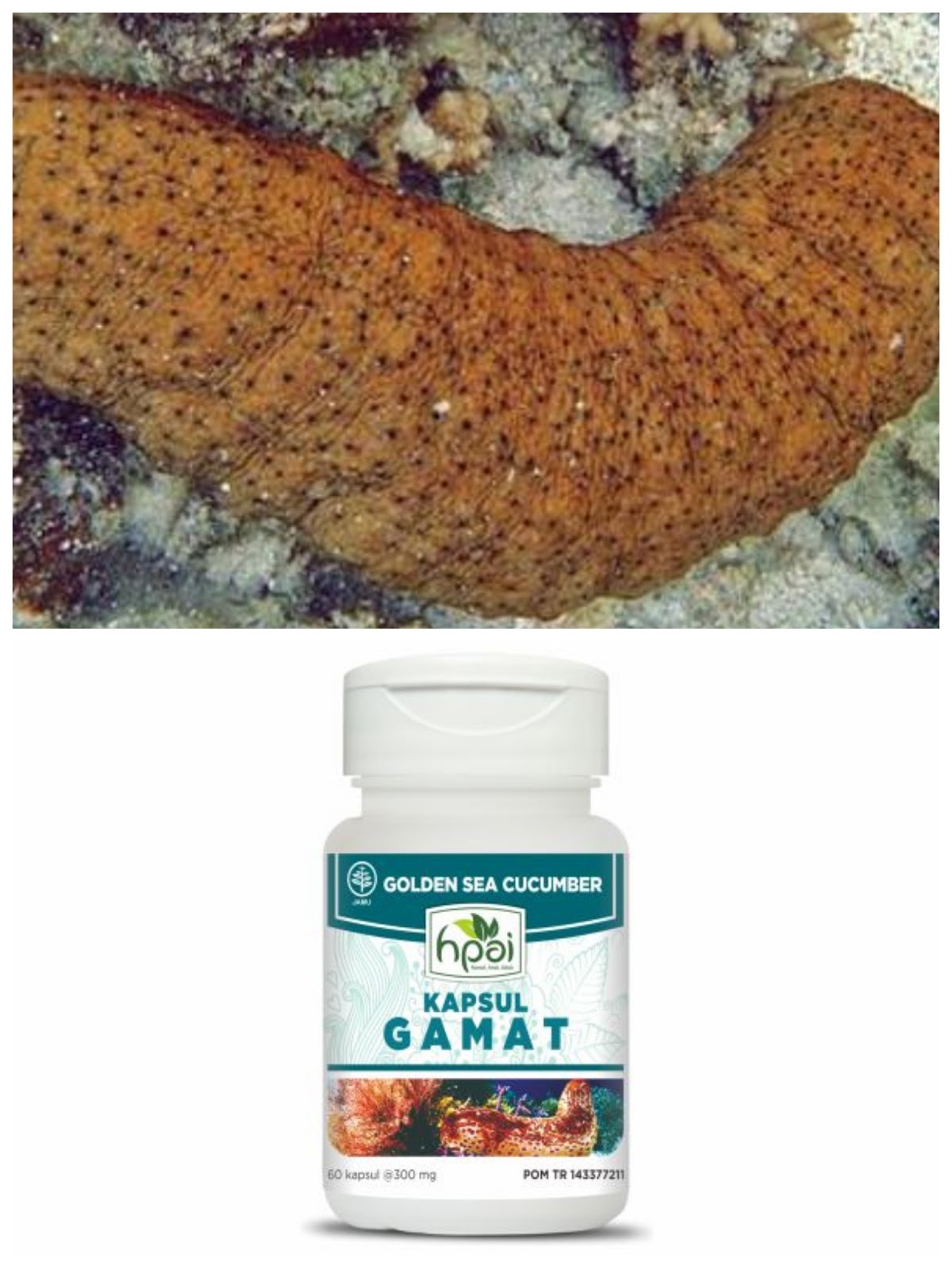 Sehat dengan Herbal Halal: KAPSUL GAMAT : EKSTRAK GAMAT EMAS