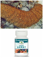 Sehat dengan Herbal Halal: KAPSUL GAMAT : EKSTRAK GAMAT EMAS