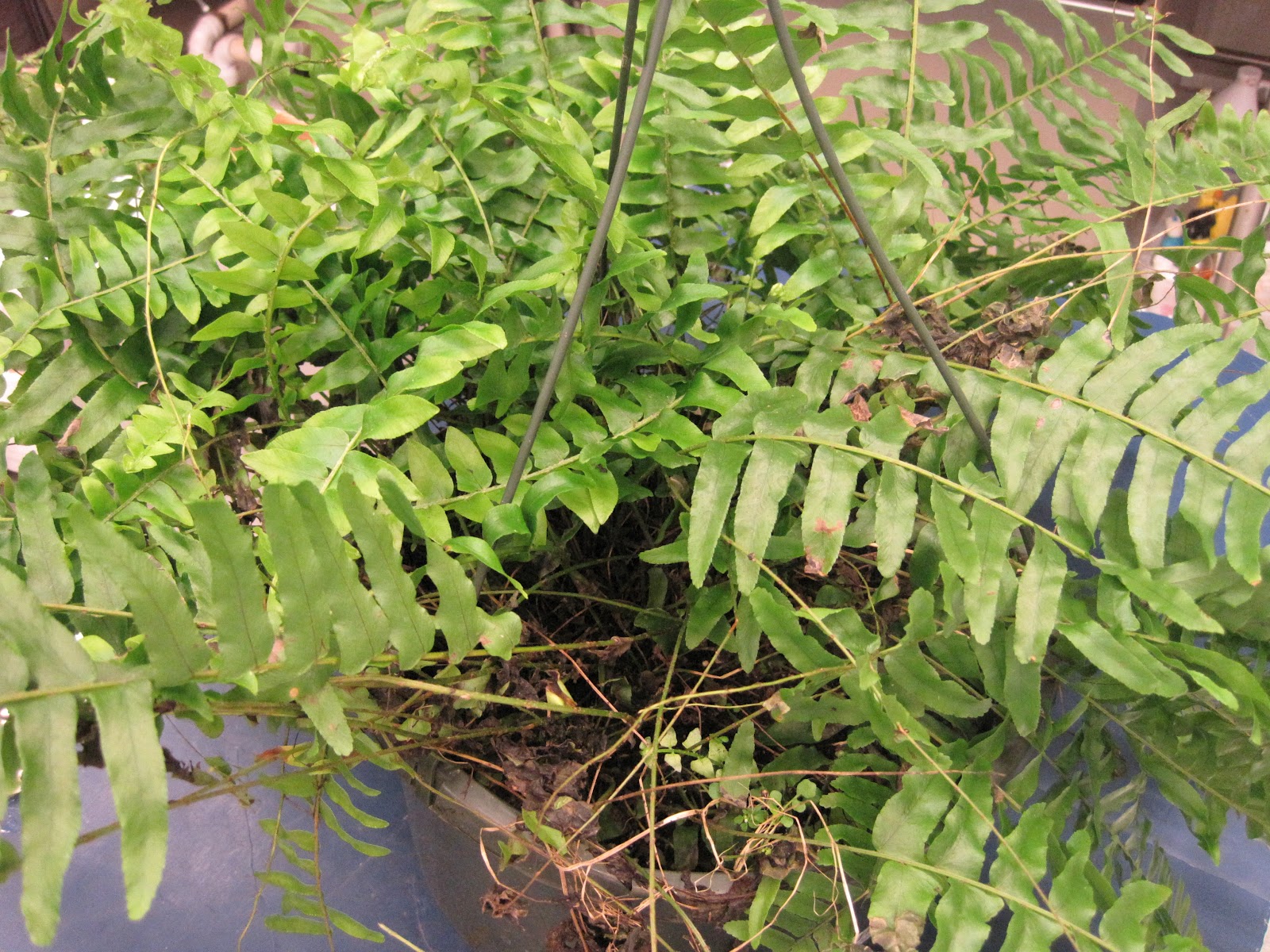 NCSU PDIC: Rhizoctonia Web Blight on Boston Fern