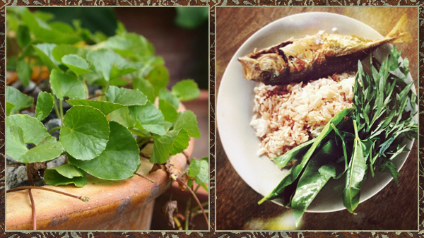 The Occasional Gardener: Ulam