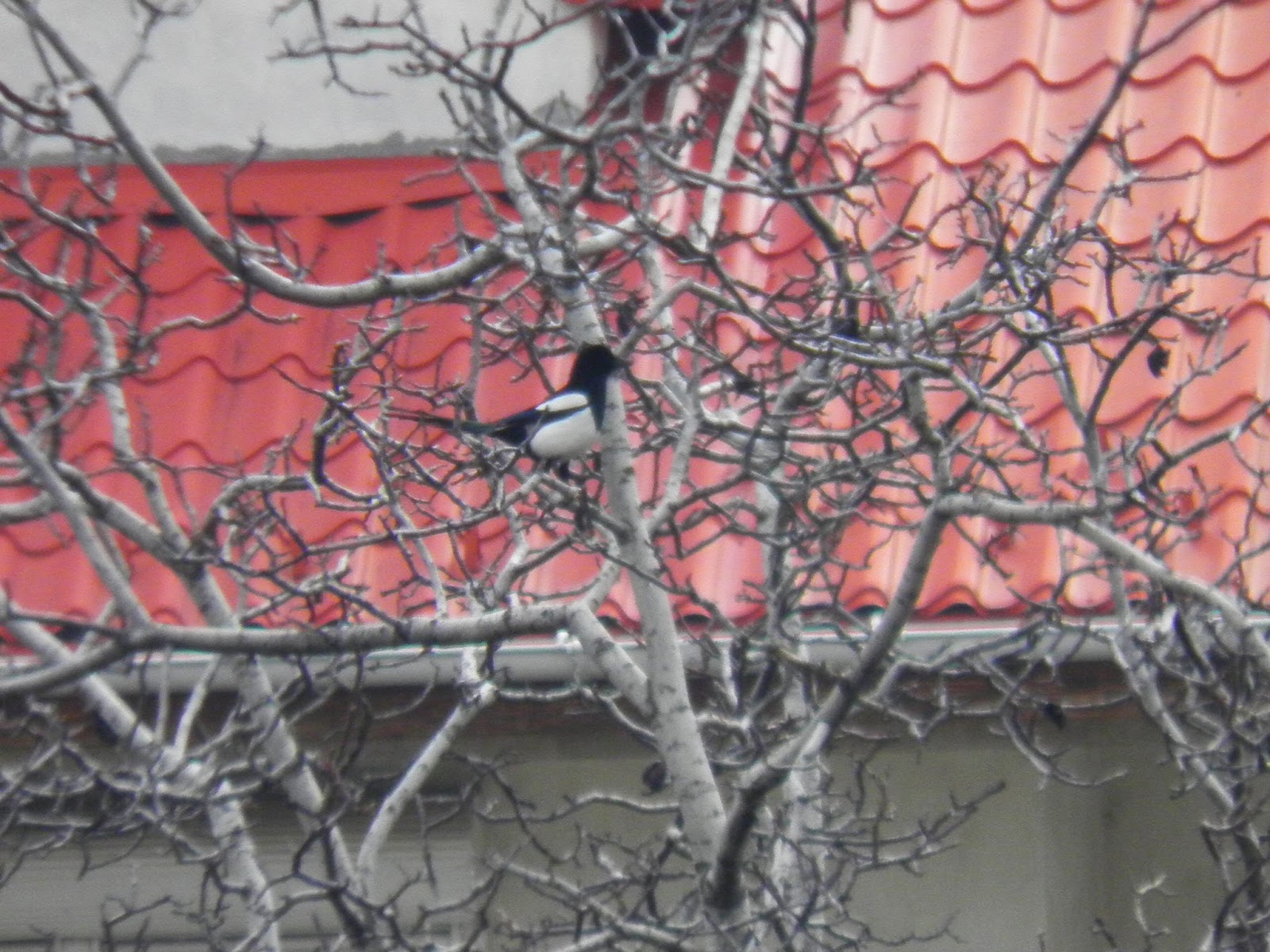 PASARI DIN ROMANIA: COTOFANA, Pica pica