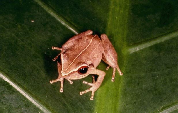 INFORMACIÓN SOBRE EL COQUÍ