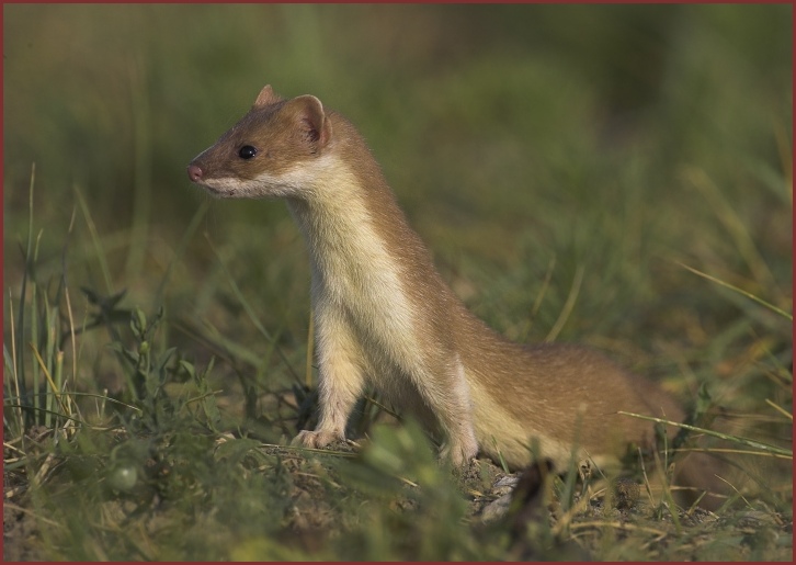 Weasel A Cute Animal-Wildlife | The Wildlife