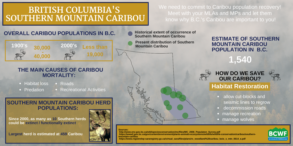 Vancouver Hunter: BCWF: Caribou Recovery - Help Us Advocate Now