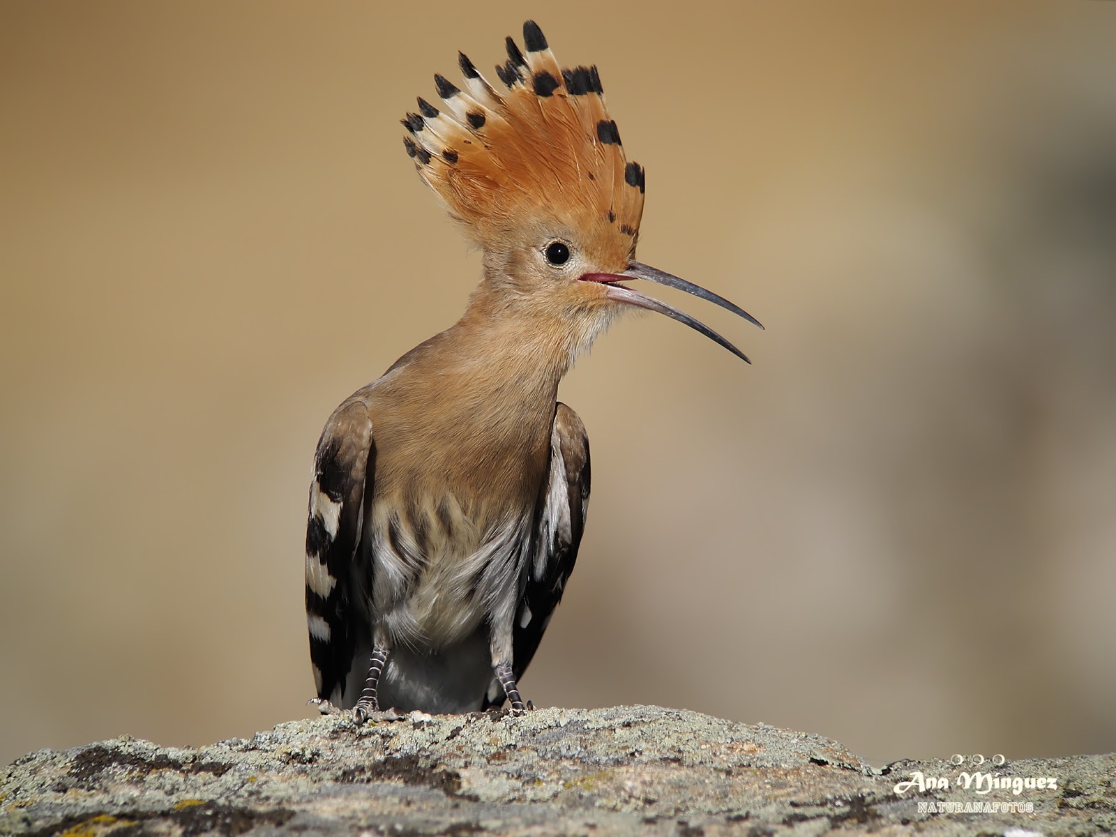 NATURANAFOTOS: Aves/Birds