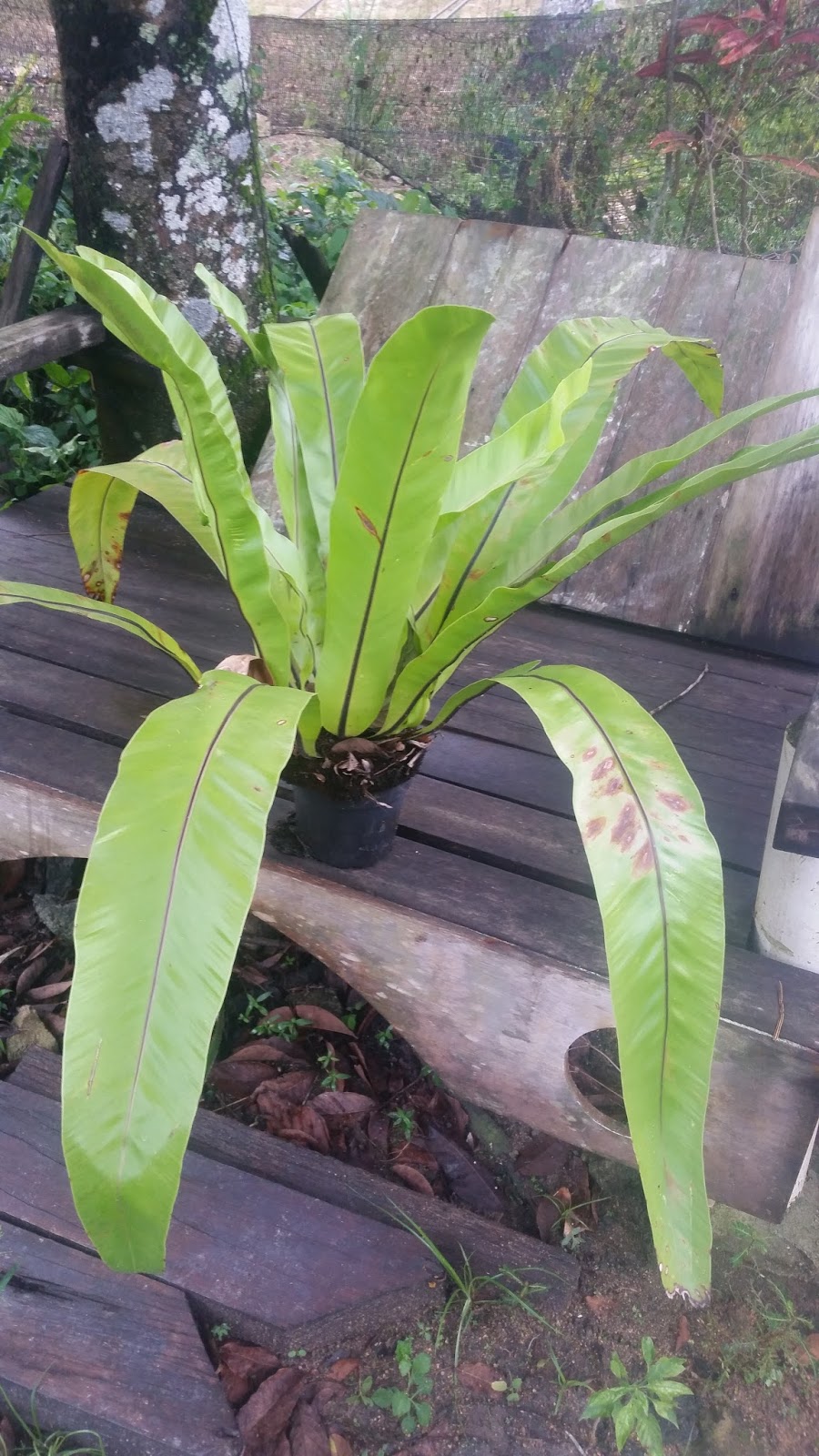 Warisan Petani: Pokok Paku Langsuir.