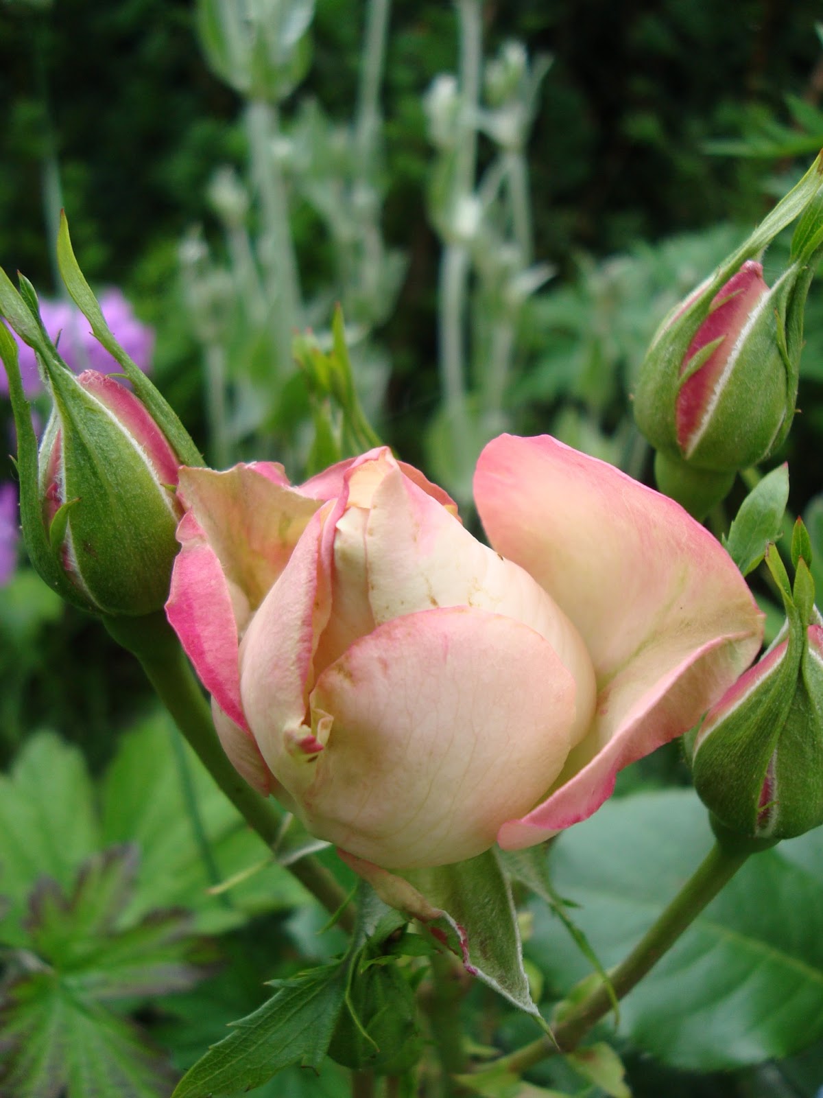 Passionnément jardin: Une rose, un rosier...Acropolis
