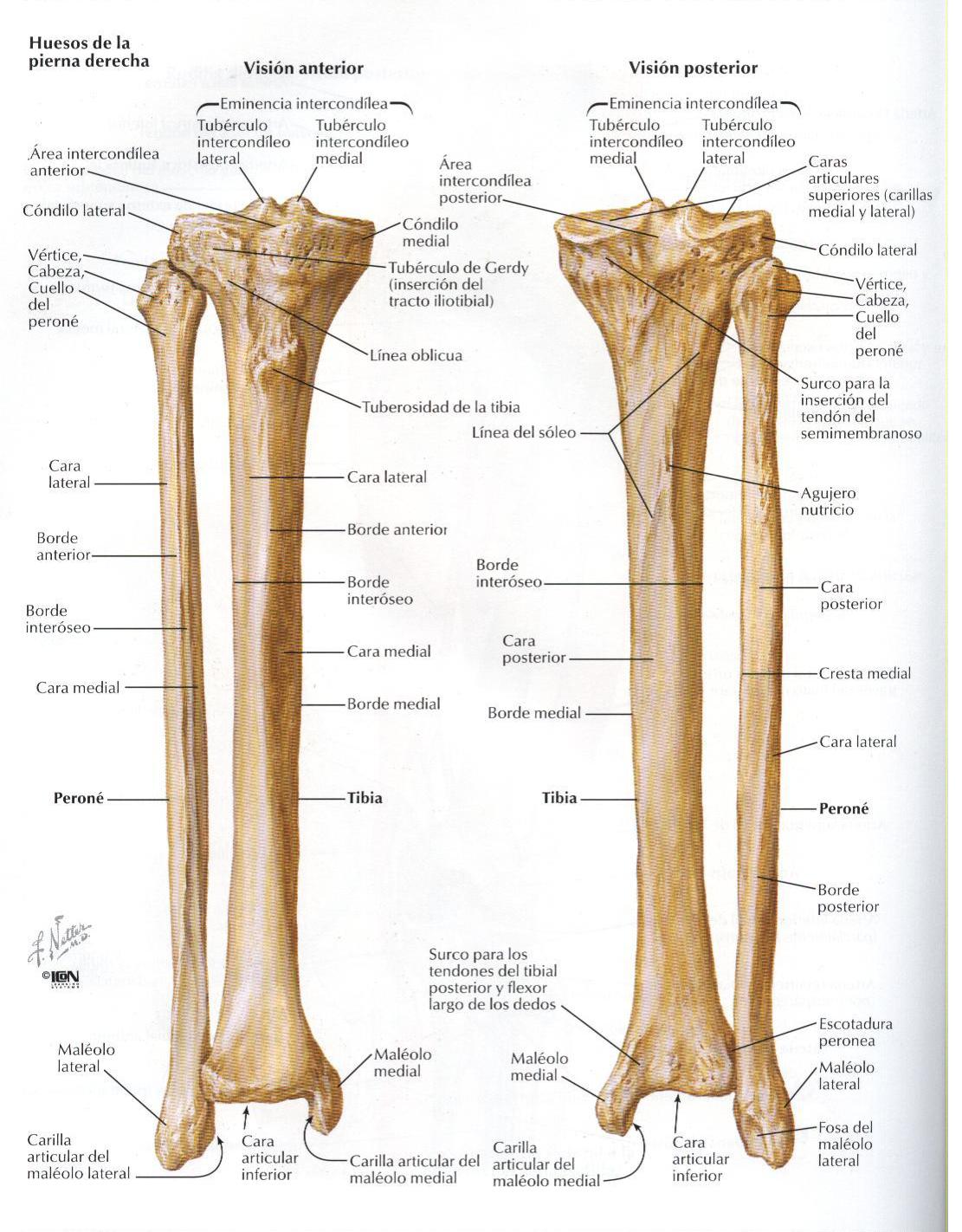 EXTREMIDADES INFERIORES: 05/24/13