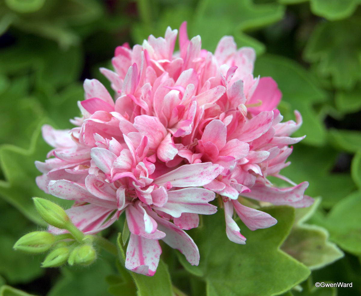PERFECT PELARGONIUMS: Vectis Sparkler - Stellar Pelargonium - and ...