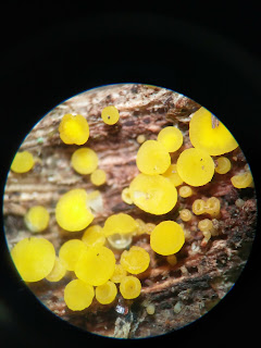 Misidentifying Fungi: In The Mens with the West Weald Fungus Recording ...