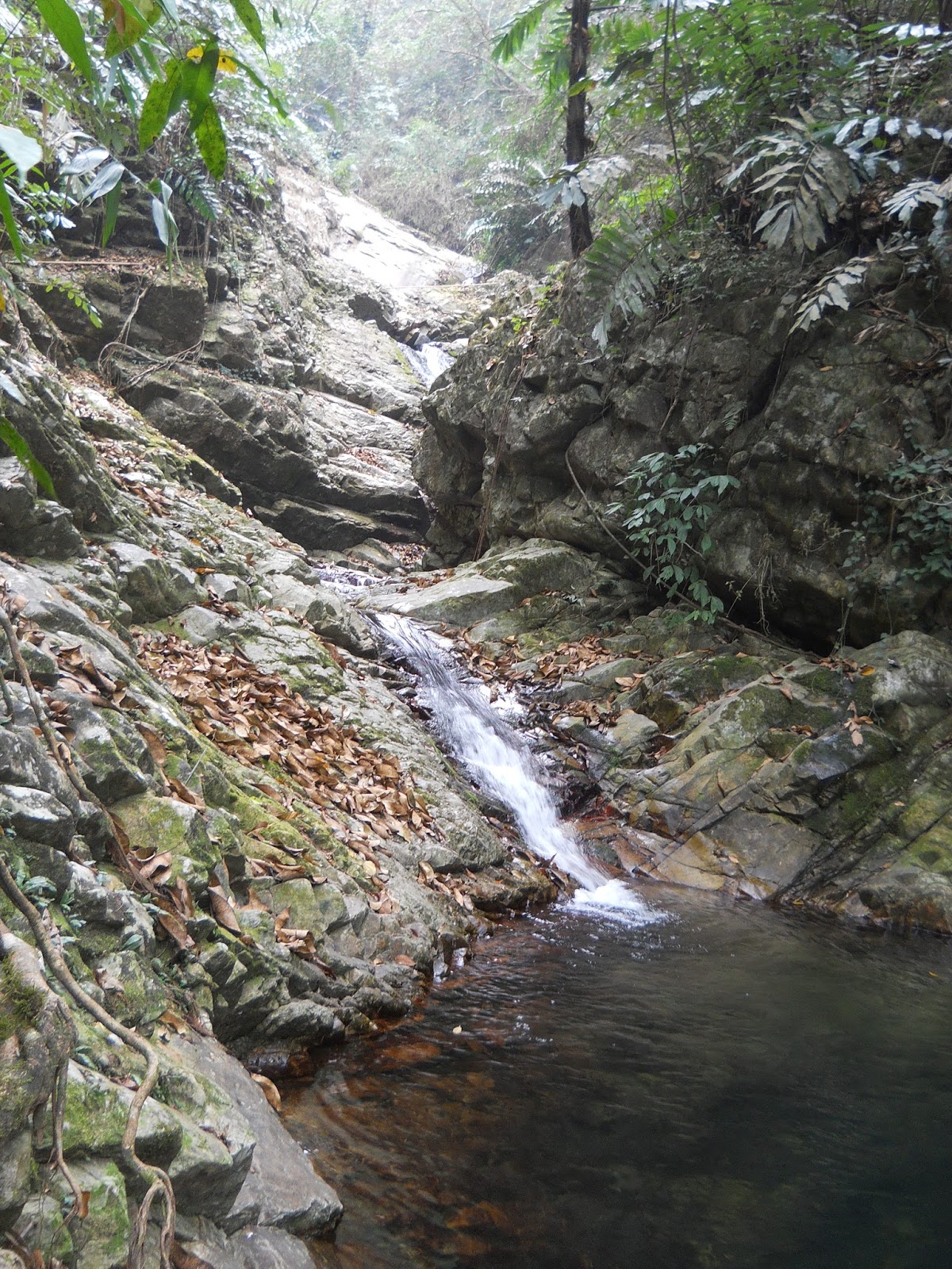 evenfewergoats: The Undiscovered Living Root Bridges of Meghalaya Part ...