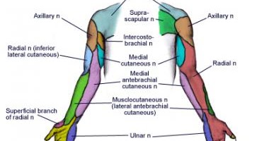 Medical-Review: Infraclavicular Nerve Block