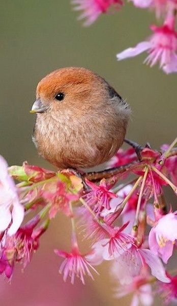 ANIMALES: AVES Y FLORES