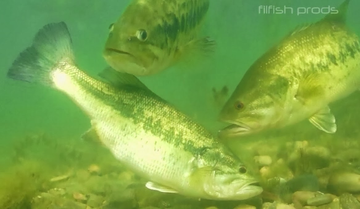 UNDERWATER FILFISH | Carposo