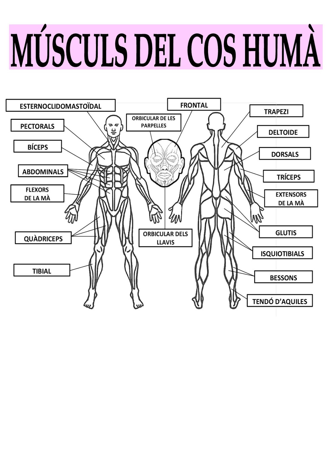 5è/6è B CURS 2020-2021: SISTEMA MUSCULAR I OSSI - REPASSAR